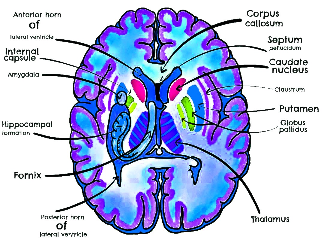 Brain Cross-Section at the Level of Basal Ganglia - RADIOBITE
